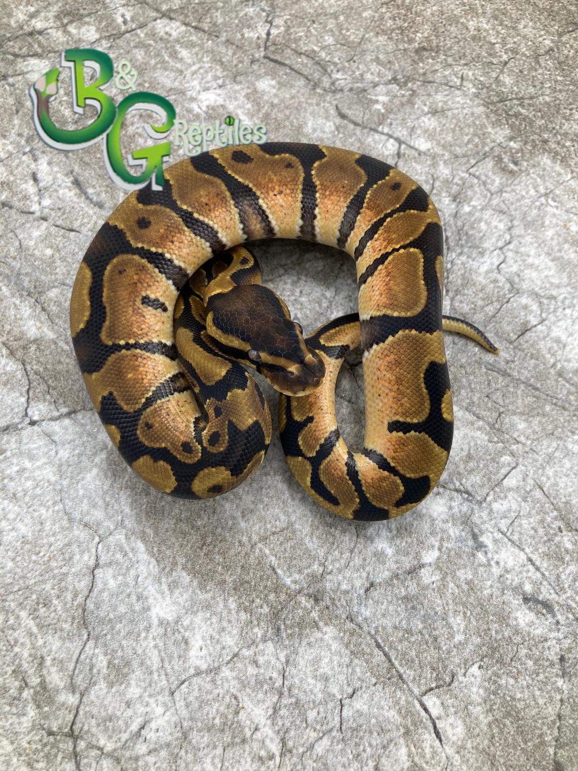 Enchi 66% Het Desert Ghost Pos Het Hypo Ball Python by B&G Reptiles ...