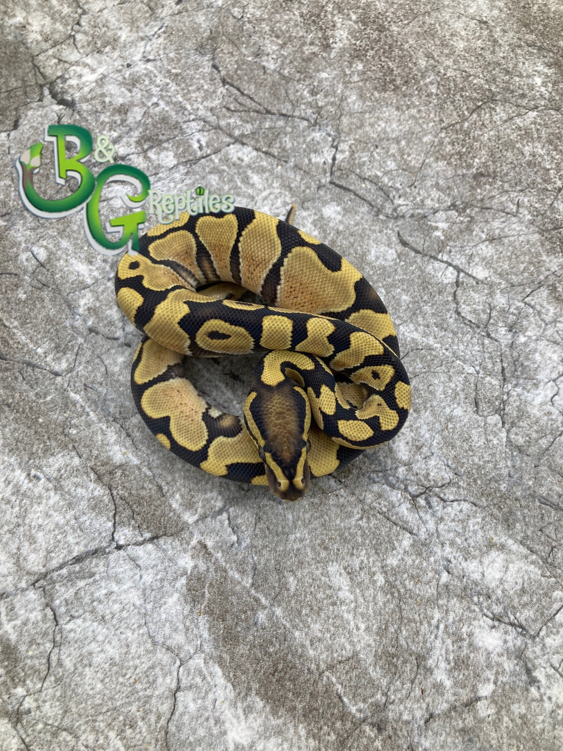 Enchi Desert Ghost Pos Het Hypo Ball Python by B&G Reptiles - MorphMarket