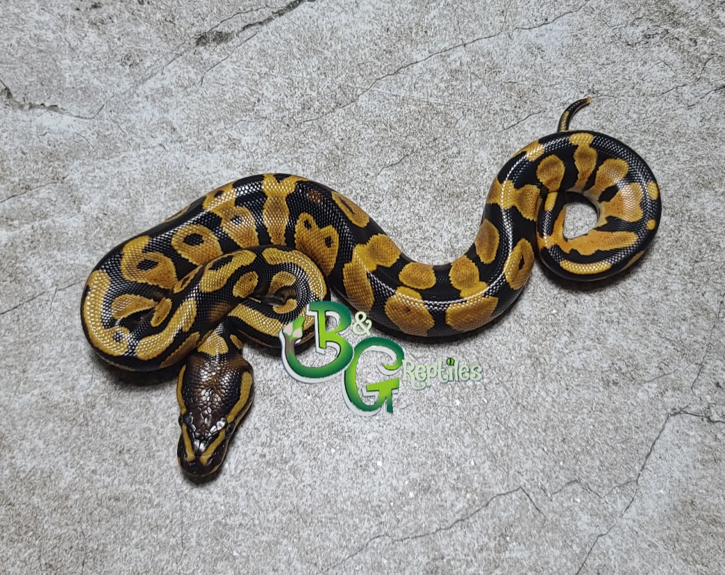 Orange Dream Yellowbelly Or Gravel Ball Python by B&G Reptiles ...