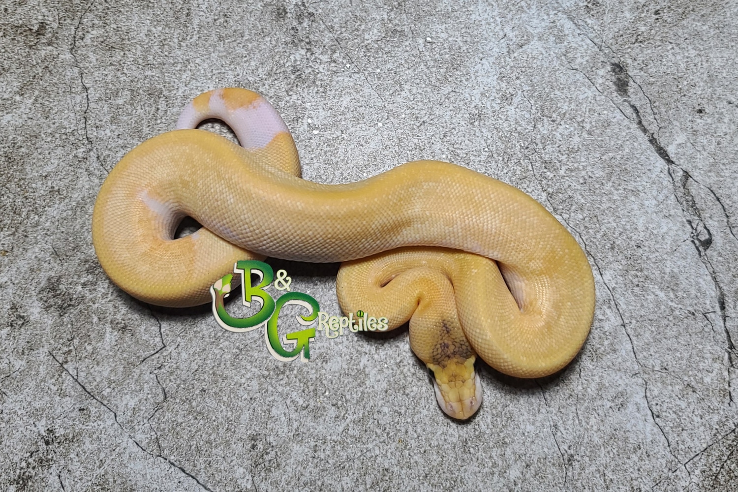 Orange Dream Champagne Mojave Possible Yellowbelly Ball Python by B&G ...