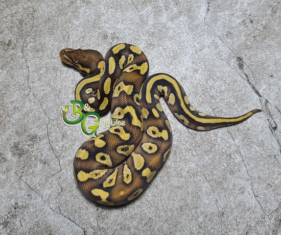 Orange Dream Mojave Possible Yellowbelly Ball Python by B&G Reptiles