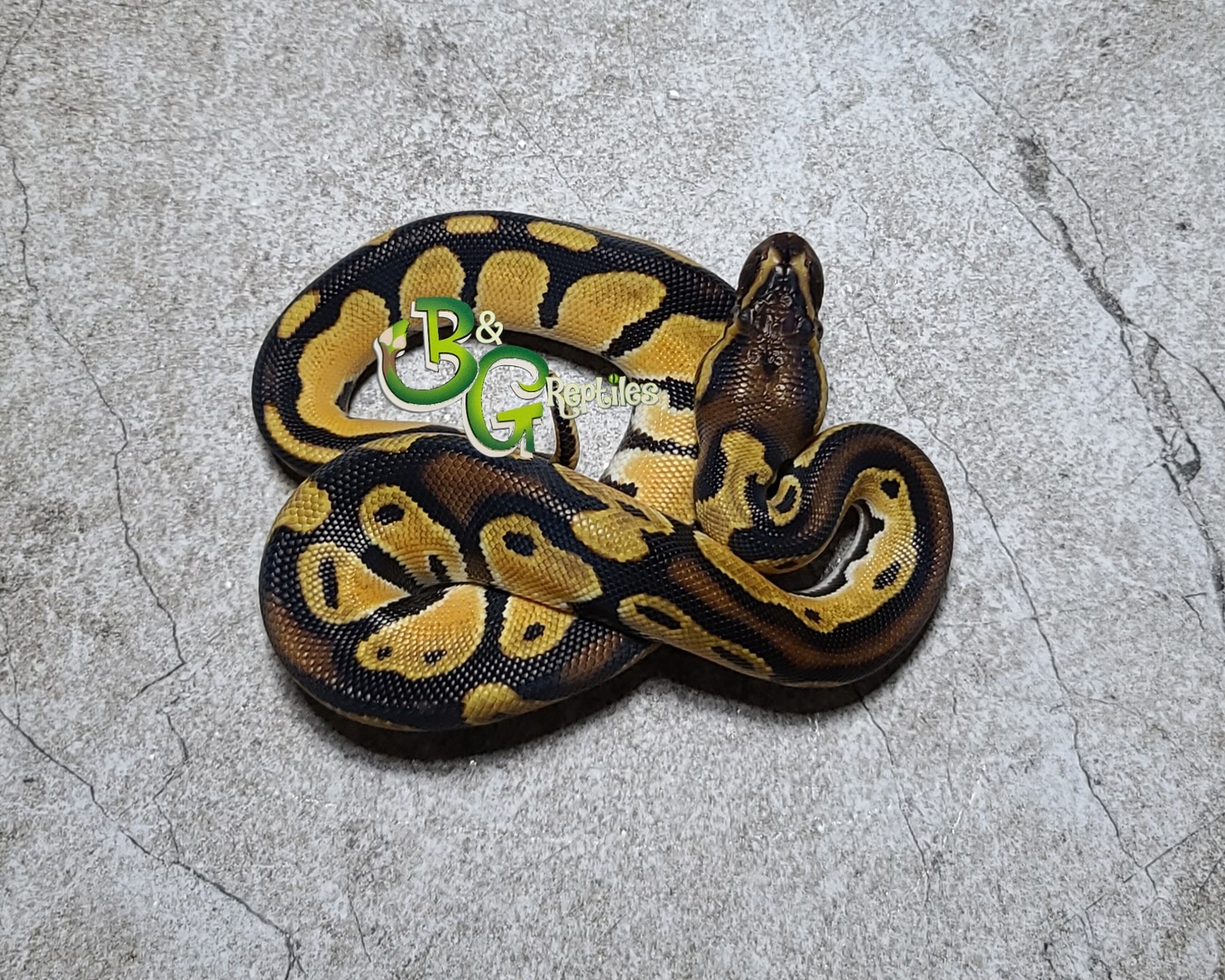 Super Orange Dream Ball Python by B&G Reptiles - MorphMarket