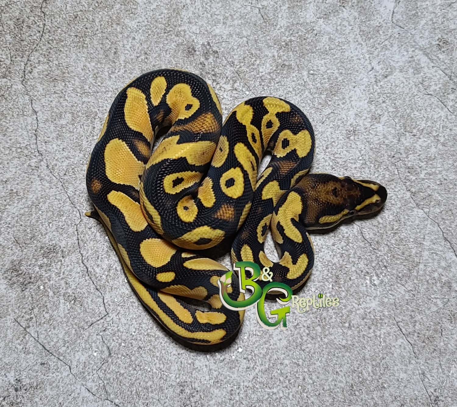 Super Orange Dream Yellowbelly Ball Python by B&G Reptiles - MorphMarket