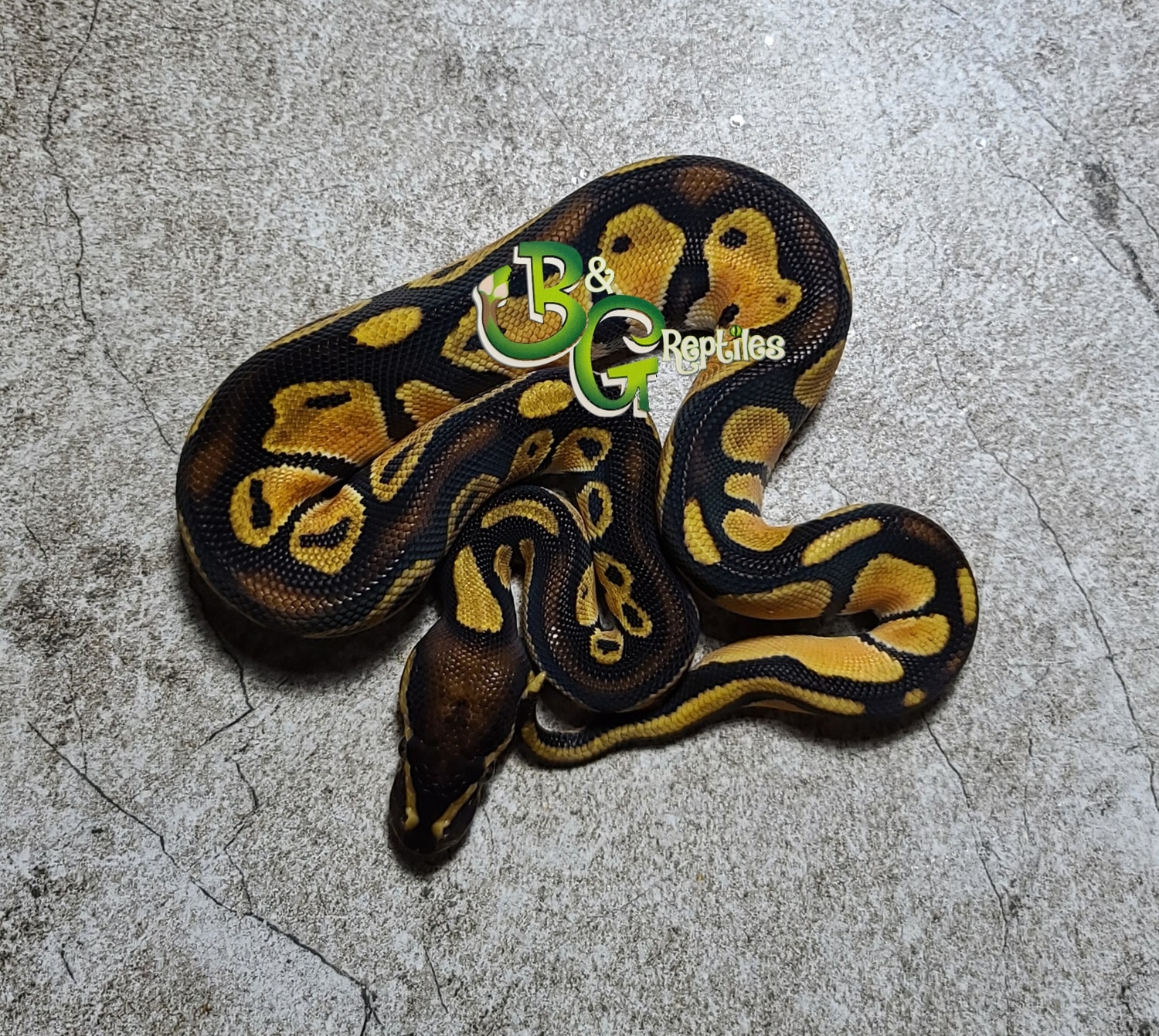 Super Orange Dream Ball Python by B&G Reptiles - MorphMarket