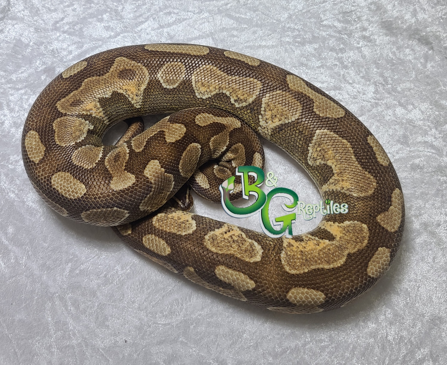 Cinnamon Enchi Yellowbelly Ball Python by B&G Reptiles - MorphMarket