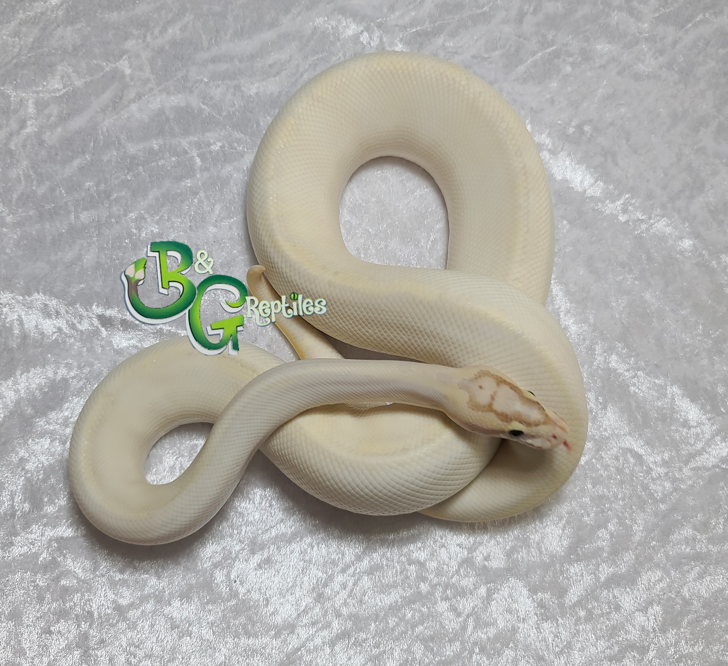 Pastel Enchi Ivory Het Pied Ball Python by B&G Reptiles - MorphMarket