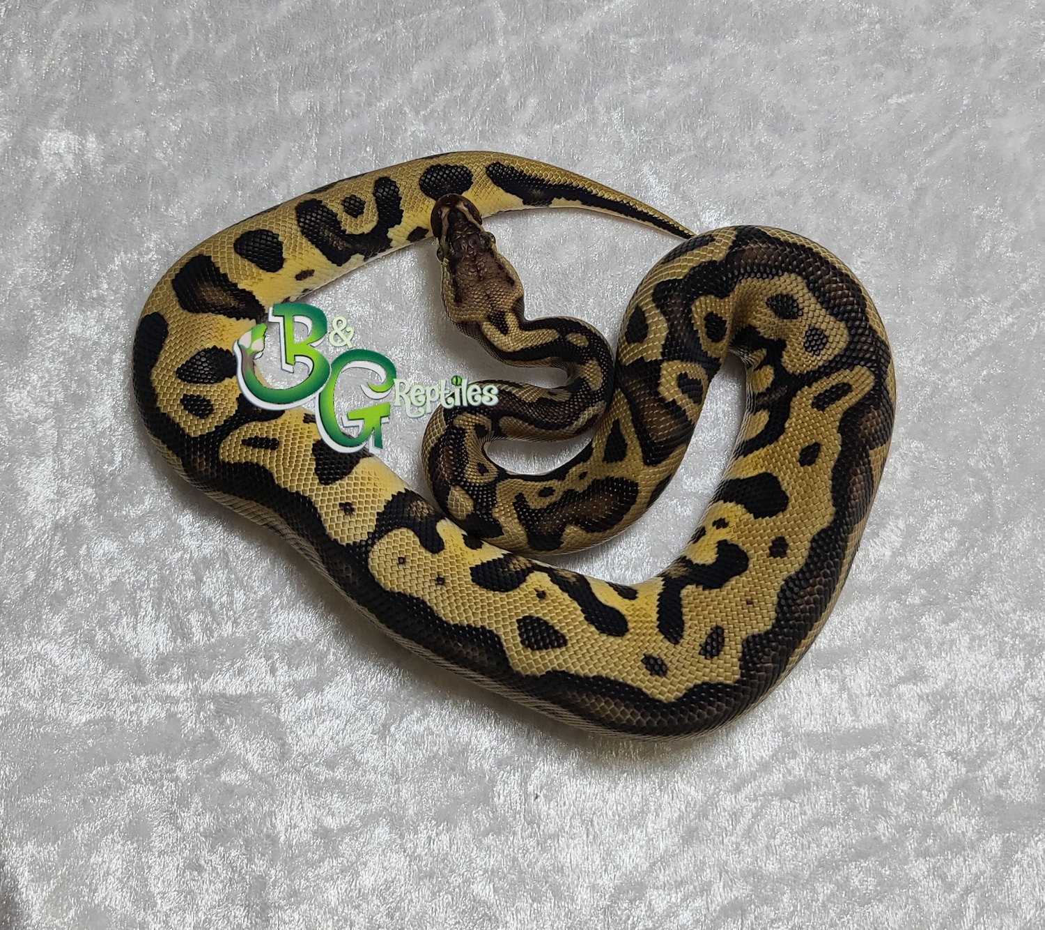 Pastel Leopard Het Clown Ball Python by B&G Reptiles - MorphMarket