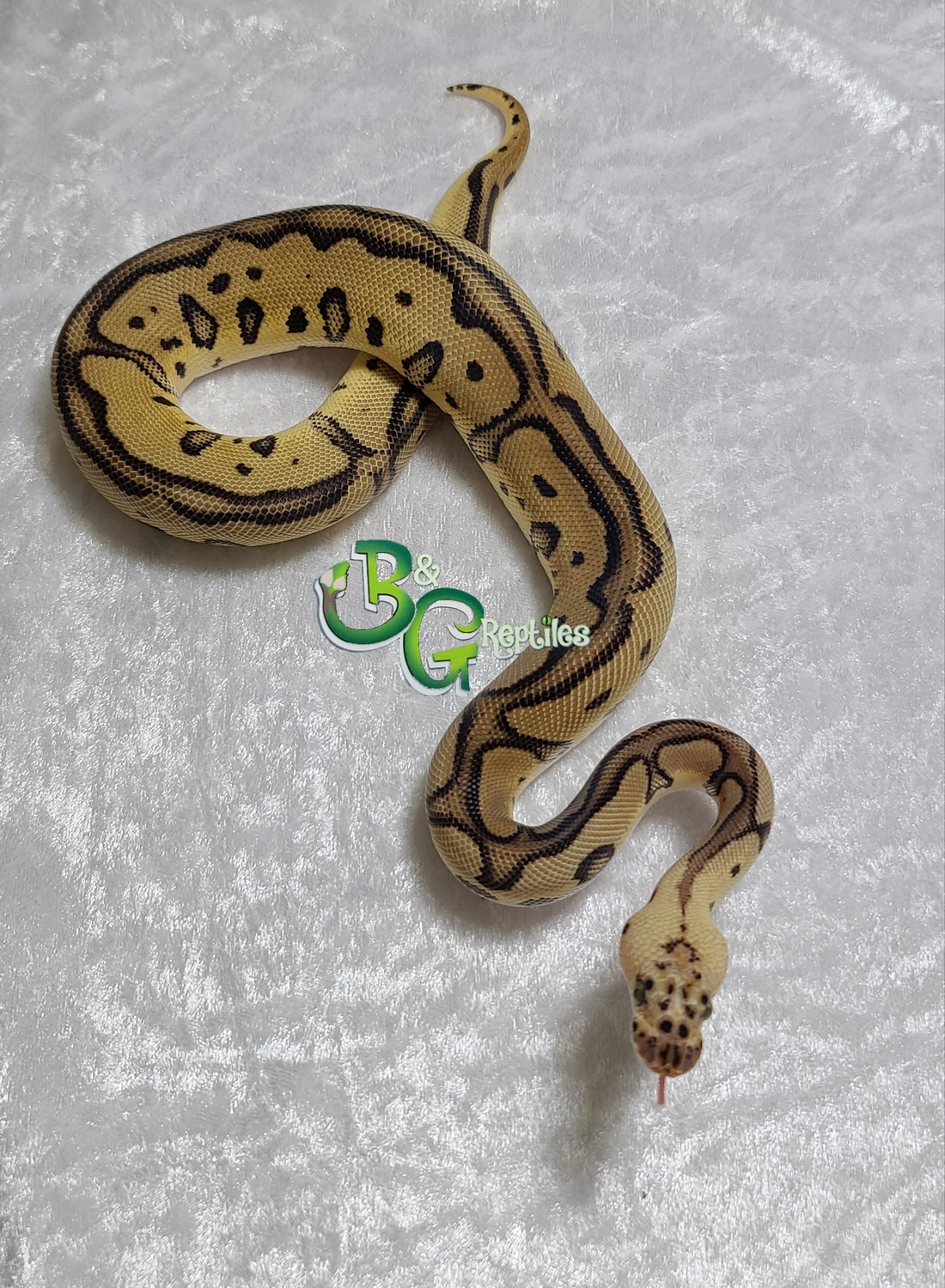 Pastel Leopard Clown Ball Python by B&G Reptiles - MorphMarket