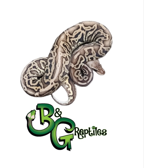 **Free Shipping** Black Pewter Leopard Het Clown Ball Python by B&G ...