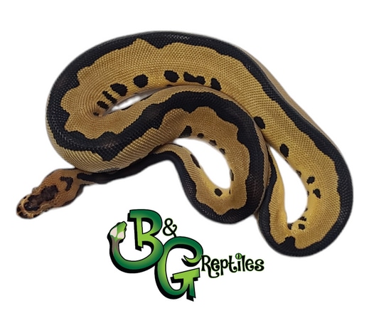 Leopard Clown Ball Python by B&G Reptiles