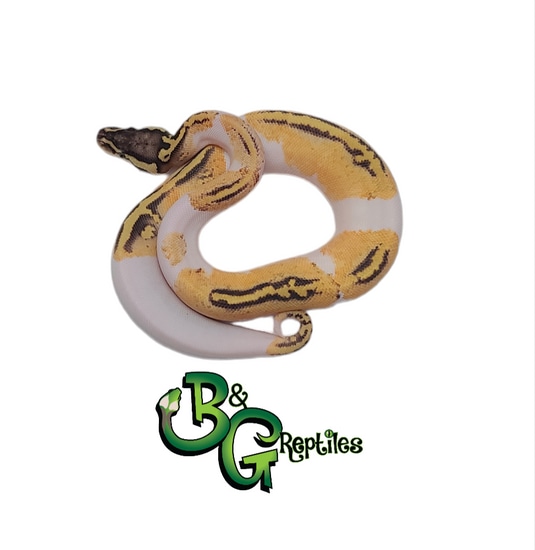 Killer Yellowbelly Pied Ball Python by B&G Reptiles