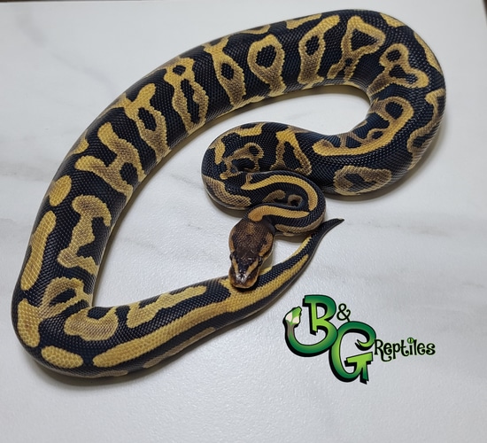 Wookie Leopard 💯% Het Clown Ball Python by B&G Reptiles