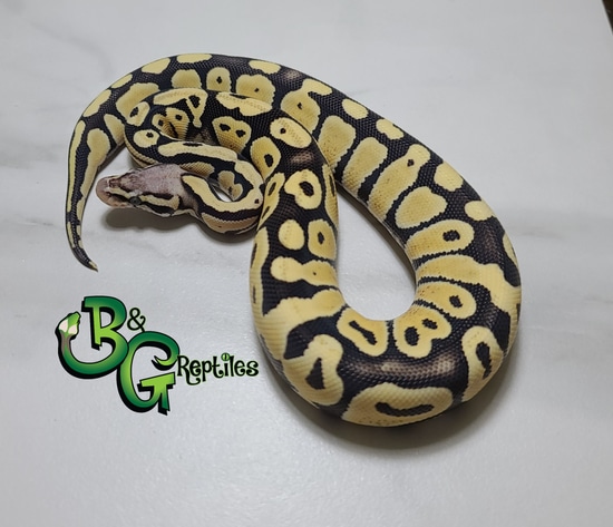 Pastel Desert Ghost 66% Het Hypo Ball Python by B&G Reptiles