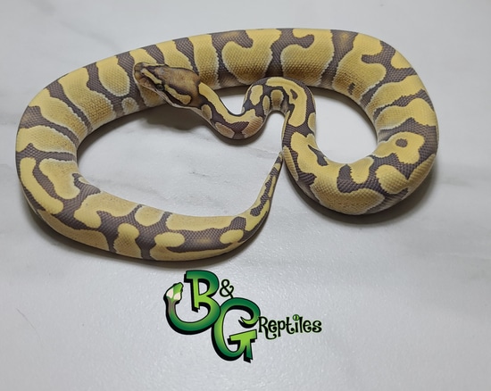 **Free Shipping** Enchi Hypo Desert Ghost Ball Python by B&G Reptiles