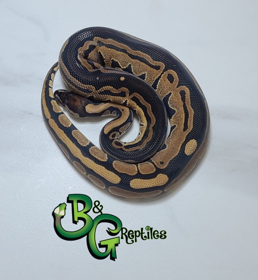 TriStripe 66% Het TSK Axanthic Ball Python by B&G Reptiles