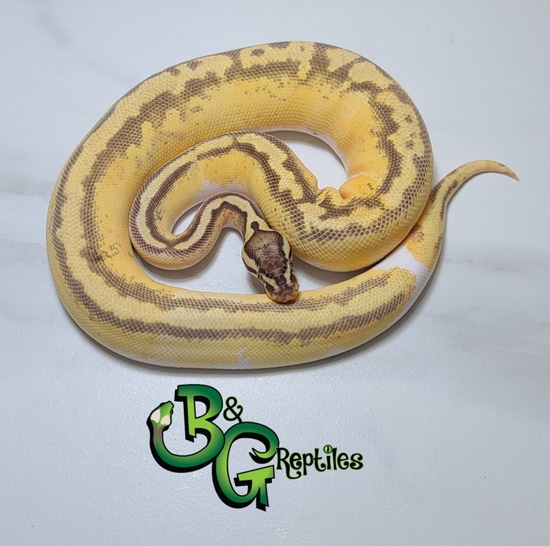 Killer Enchi Yellowbelly Pied Ball Python by B&G Reptiles