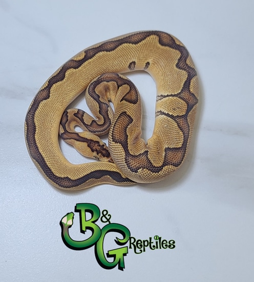 Enchi Clown Ball Python by B&G Reptiles