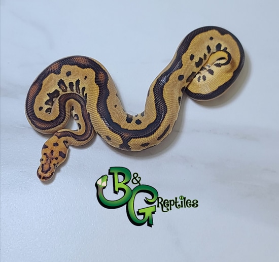 Trojan Leopard Yellowbelly Clown 100% Het Pied Ball Python by B&G Reptiles