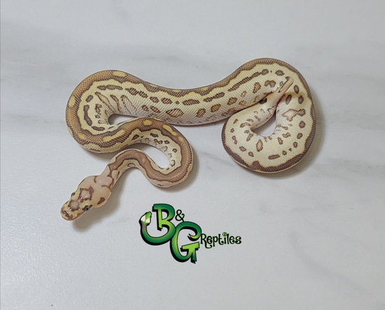 Lesser Batman Ball Python by B&G Reptiles