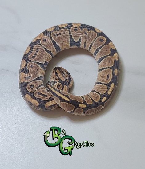 💯% DH Ultramel Clown Ball Python by B&G Reptiles