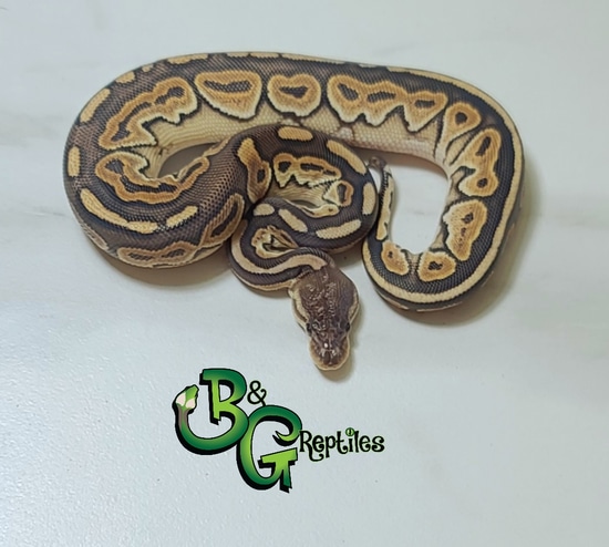 Black Pastel 💯% Het Ultramel 50% Het Clown Ball Python by B&G Reptiles