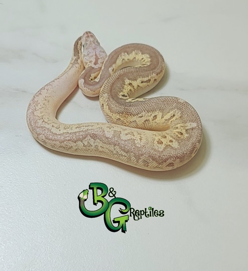 Black Pewter Calico Clown Ball Python by B&G Reptiles