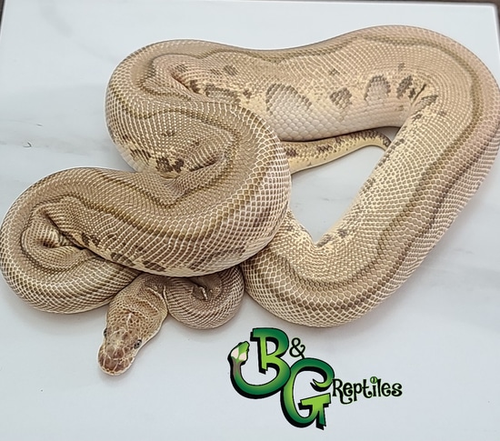 Pastel Mojave Leopard Clown Ball Python by B&G Reptiles