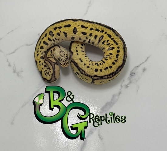 Pastel Batman Ball Python by B&G Reptiles