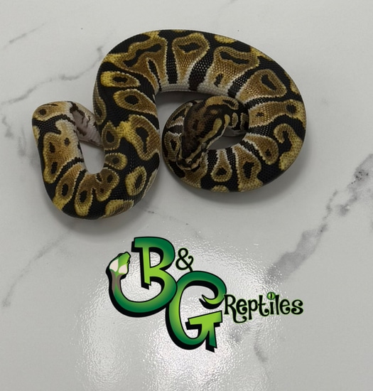 Orange Dream Spotnose Het Clown Ball Python by B&G Reptiles