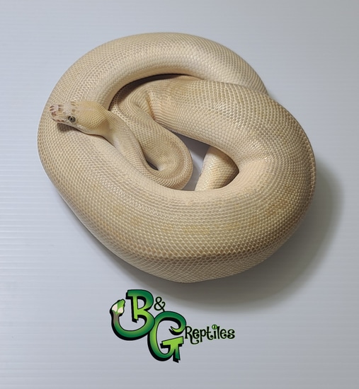 Pastel Lesser Leopard Clown Ball Python by B&G Reptiles