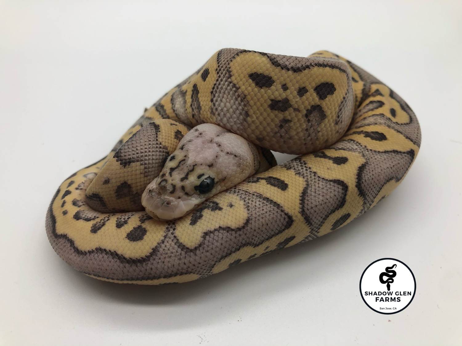 Killer Clown Ball Python by Shadow Glen Farms INC. - MorphMarket