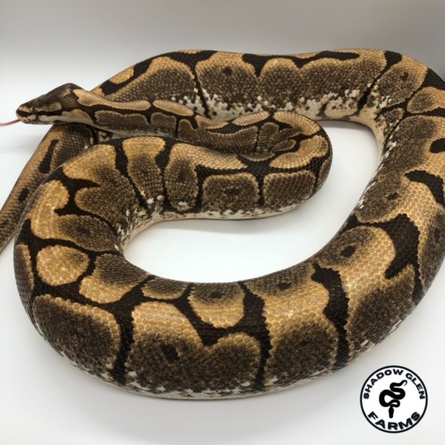 Spider 100% Het Hypo Ball Python by Shadow Glen Farms INC. - MorphMarket