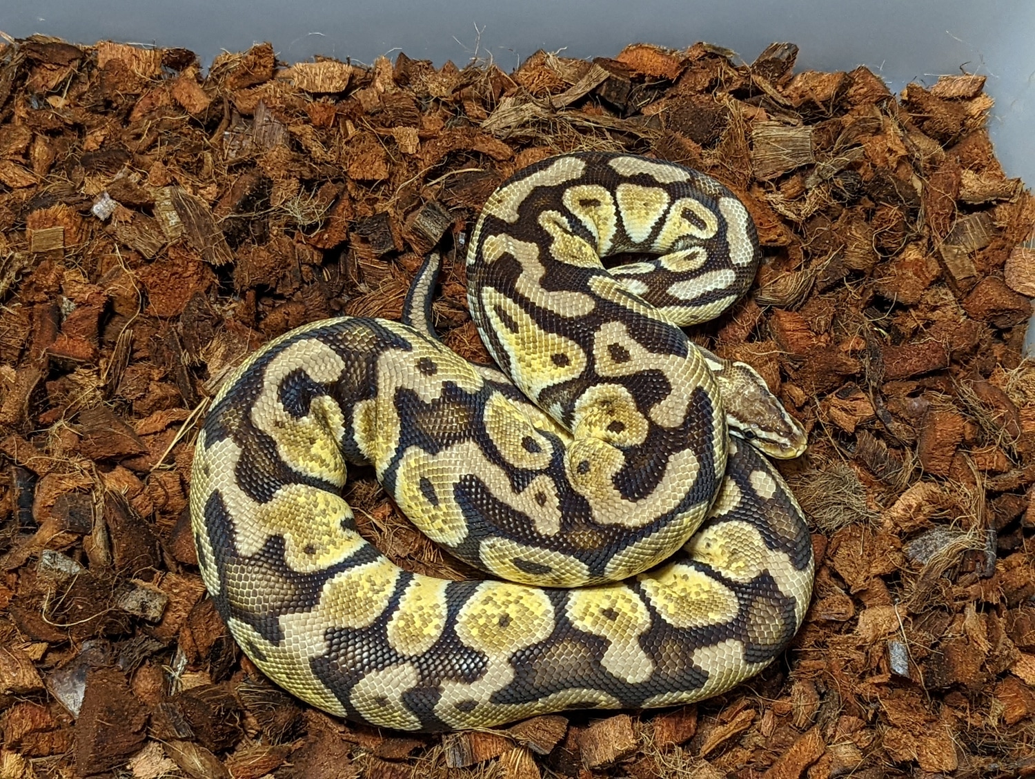 Super Pastel Ball Python by J.Millari Morphs - MorphMarket