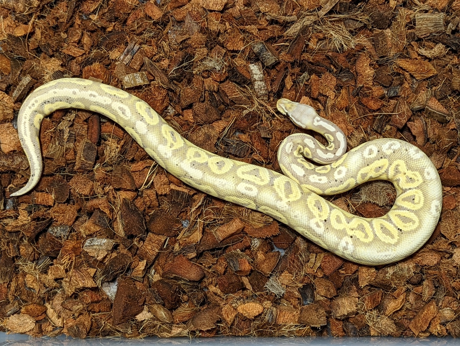 Black Pewter Banana Ball Python by J.Millari Morphs - MorphMarket