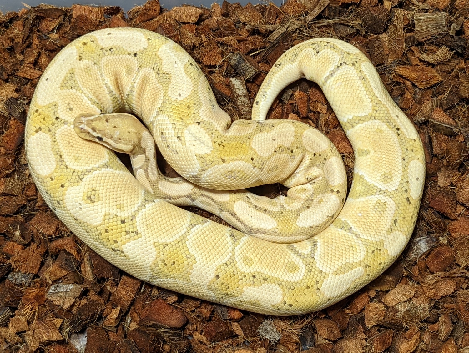 Coral Glow Ball Python by J.Millari Morphs - MorphMarket