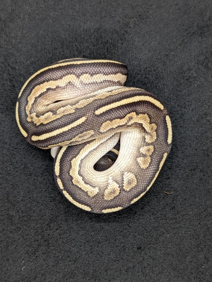 Savannah Poss Dbl Het Ball Python by J.Millari Morphs
