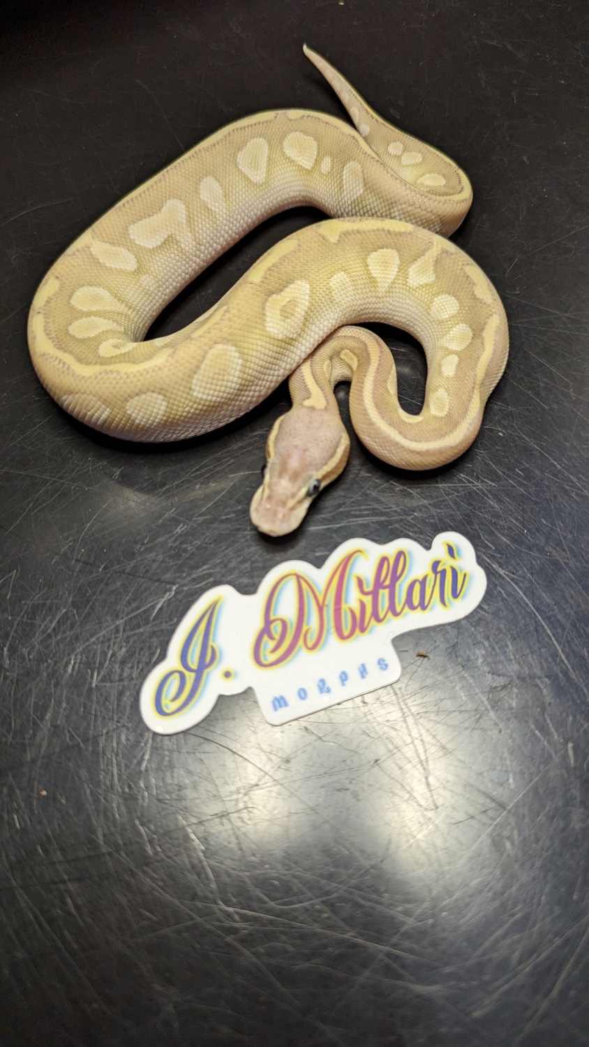 Crystal Ball Python by J.Millari Morphs - MorphMarket