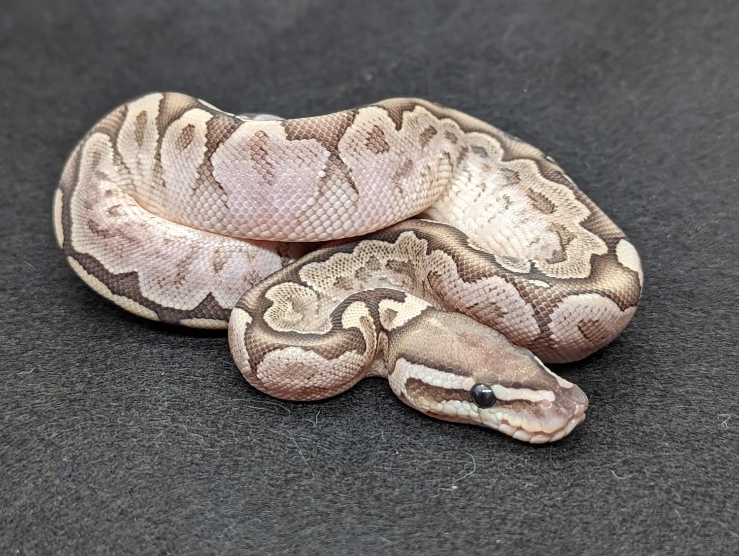 Bamboo Female $125 Ball Python by J.Millari Morphs - MorphMarket