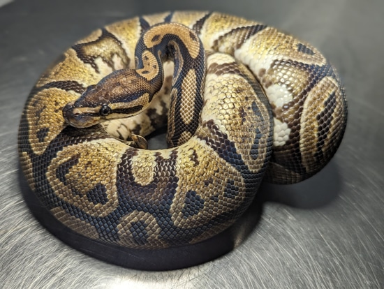 Grim Female Ball Python by J.Millari Morphs