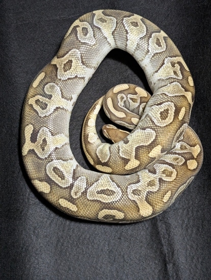 Butter Het Carmel Albino Ball Python by J.Millari Morphs