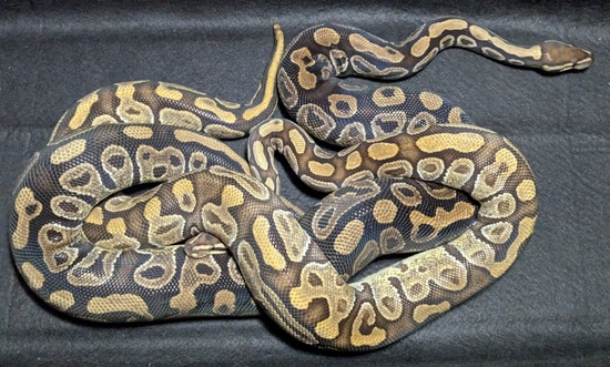 1.1 Russo Het Caramel Albino RTB Ball Python by J.Millari Morphs