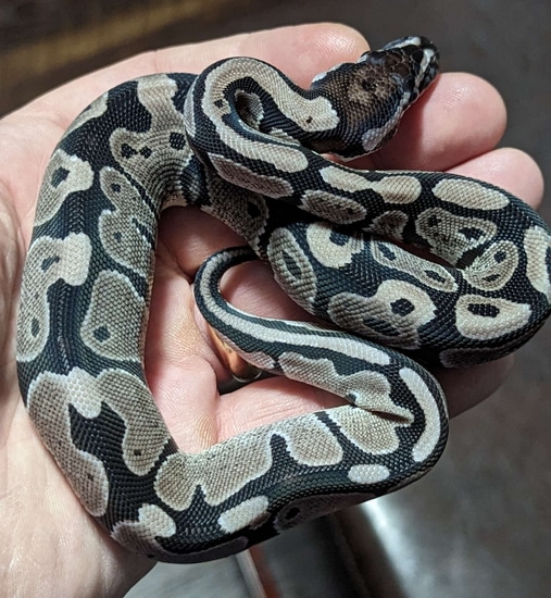 VPI Axanthic Het Albino( VPI Snow ) Pair Ball Python by J.Millari Morphs