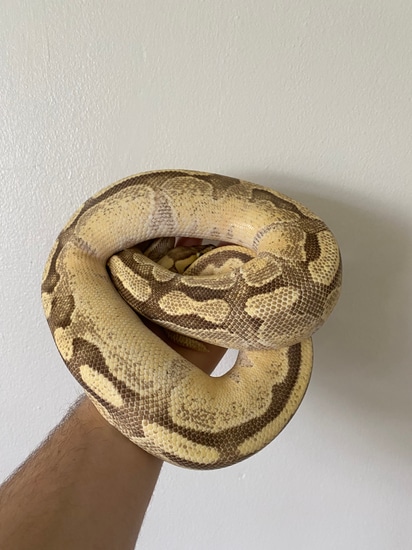 Enchi Fire Spectre Ball Python by Multi Morphs