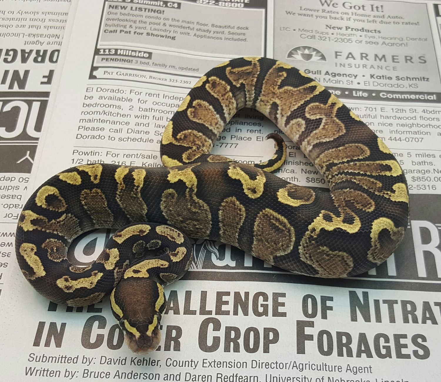 GHI Fire Ball Python by Milbradt & Caponetto Pythons - MorphMarket