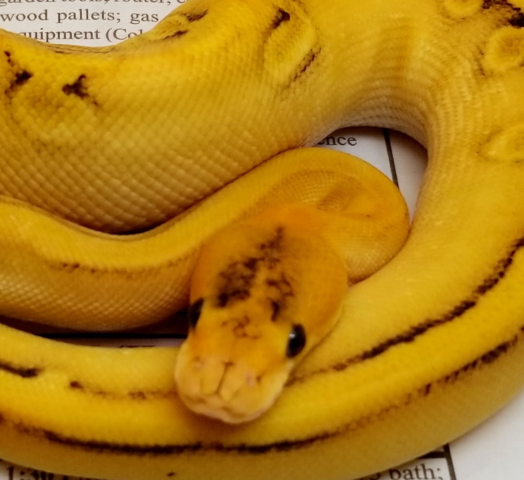 Orange Dream Super Enchi Champagne 66% Het Hypo Ball Python by Milbradt & Caponetto Pythons ...