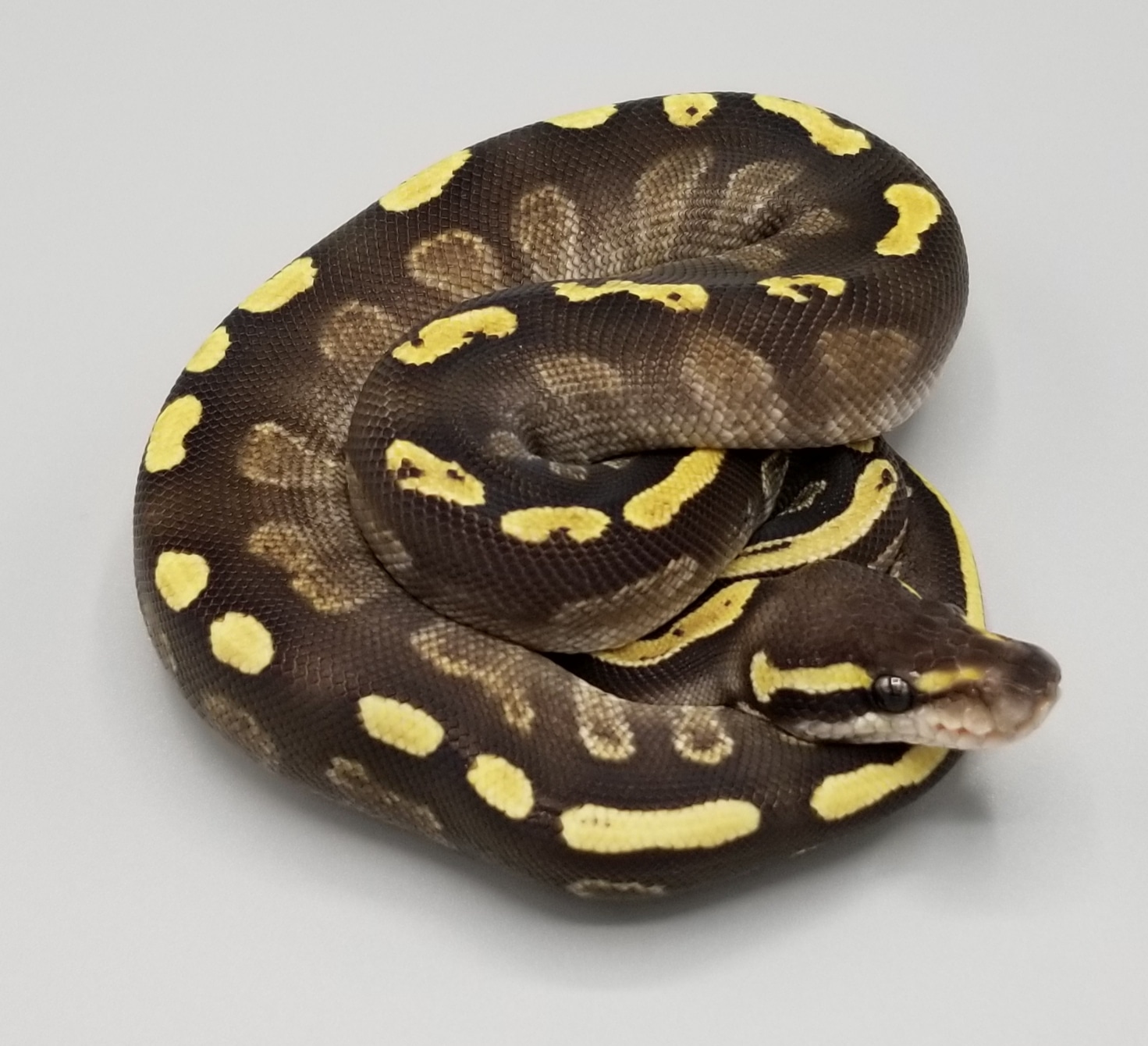 GHI Mojave 66% Het Desert Ghost Ball Python by Milbradt & Caponetto ...