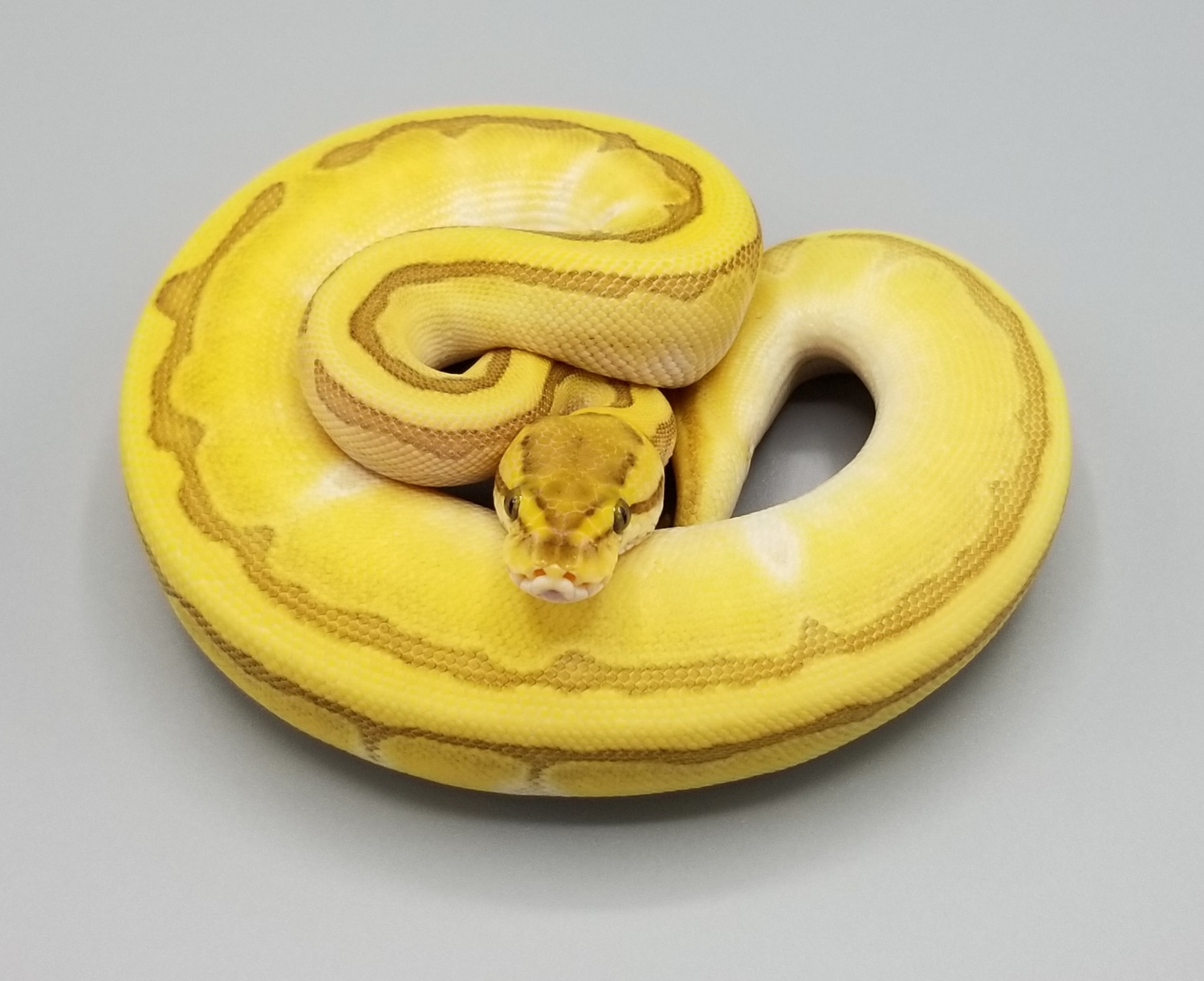 Vanilla Enchi Kingpin Ball Python by Milbradt & Caponetto Pythons ...