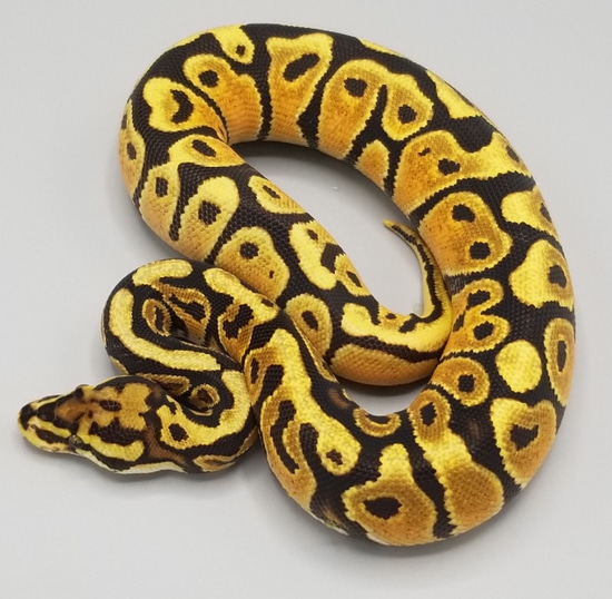 Orange Dream Spotnose Vanilla Ball Python by Milbradt & Caponetto Pythons
