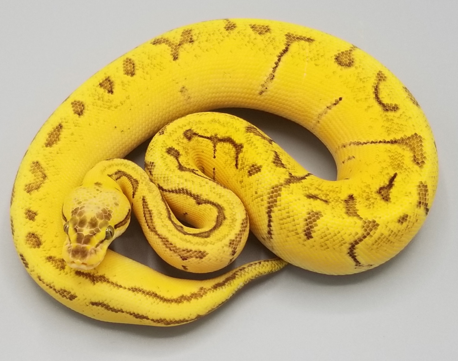 Super Pastel Enchi Lesser Pinstripe Vanilla Ball Python by Milbradt ...