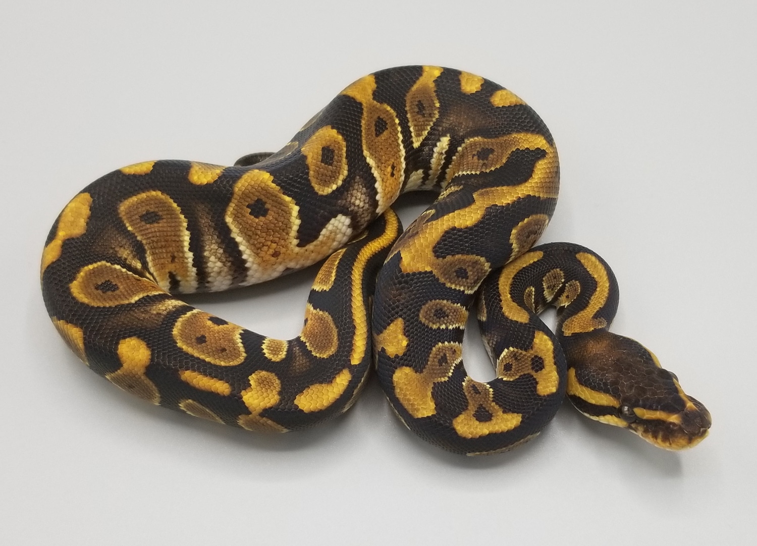 Chocolate Orange Dream Ball Python by Milbradt & Caponetto Pythons ...